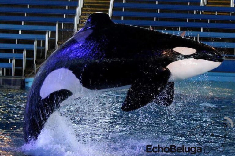 Tuar’s Gallery – Inherently Wild