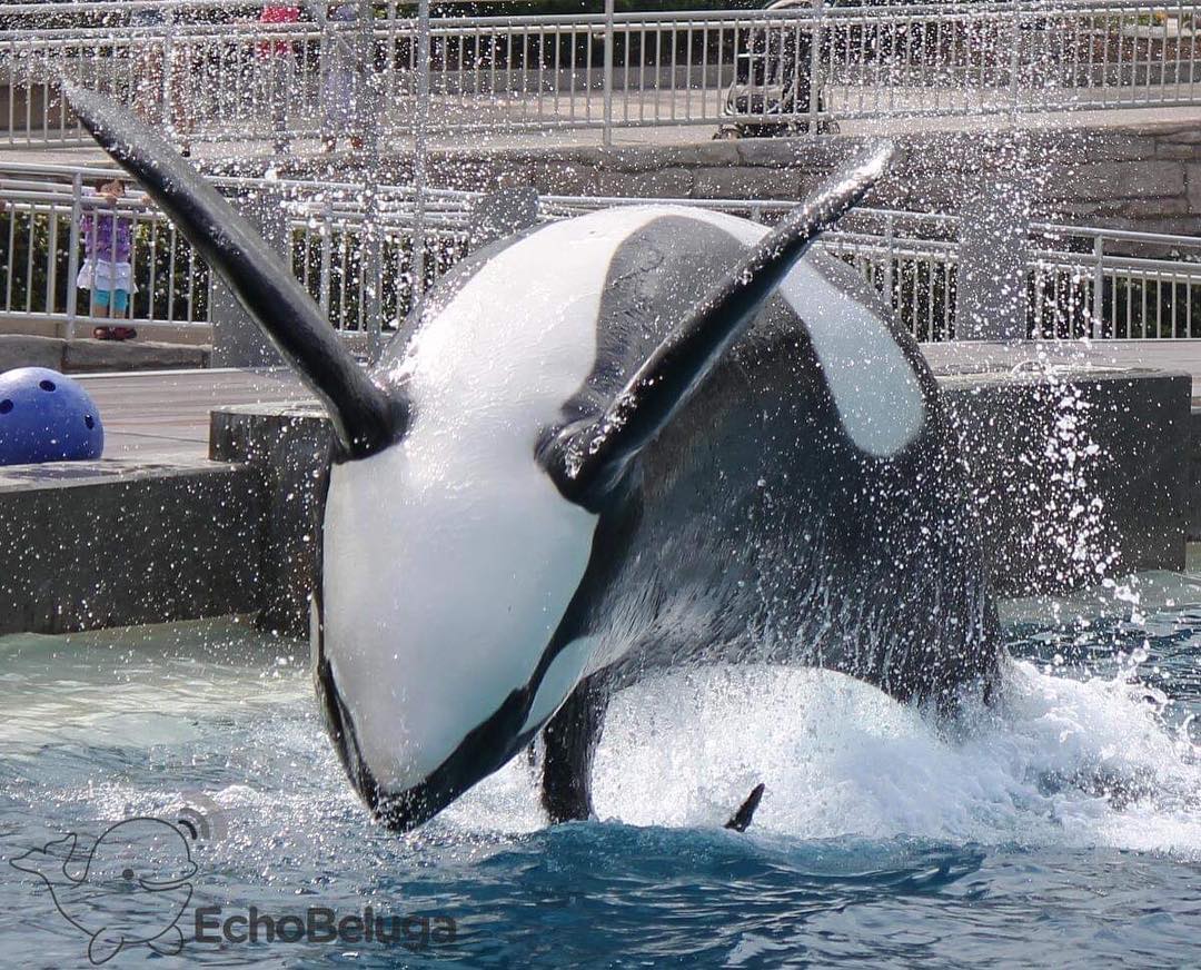 Ulises’s Gallery – Inherently Wild