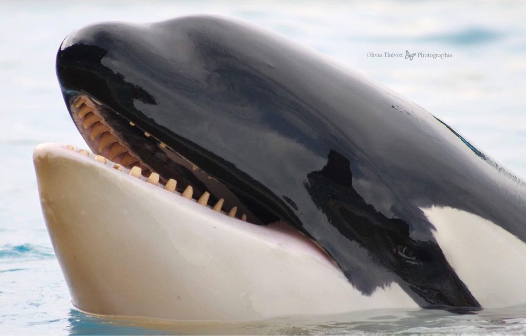 Freya’s Gallery – Inherently Wild