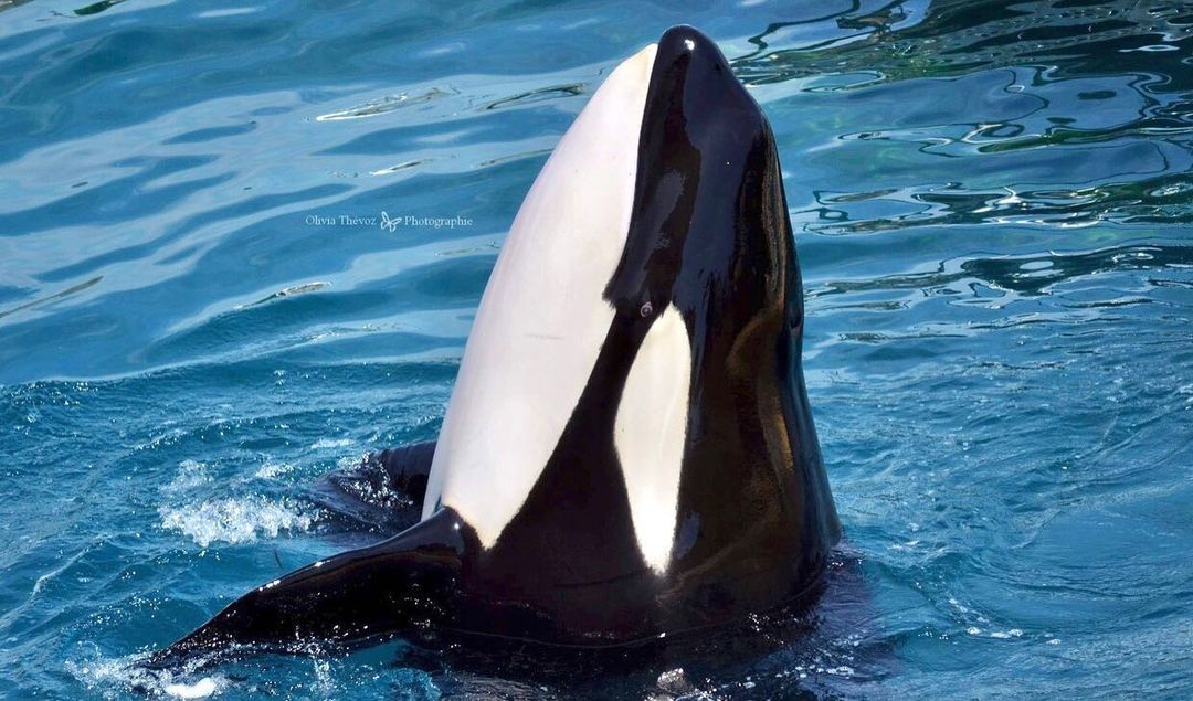 Freya’s Gallery – Inherently Wild