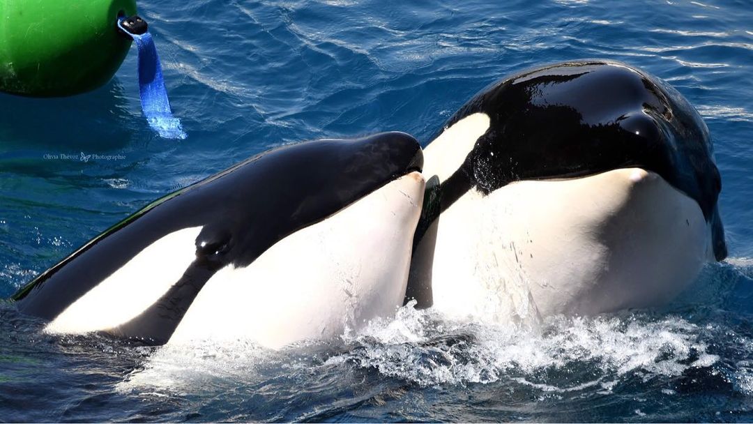 Inouk’s Gallery – Inherently Wild