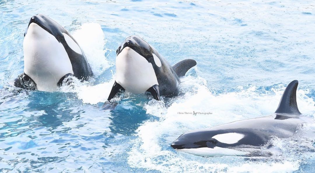 Wikie’s Gallery – Inherently Wild