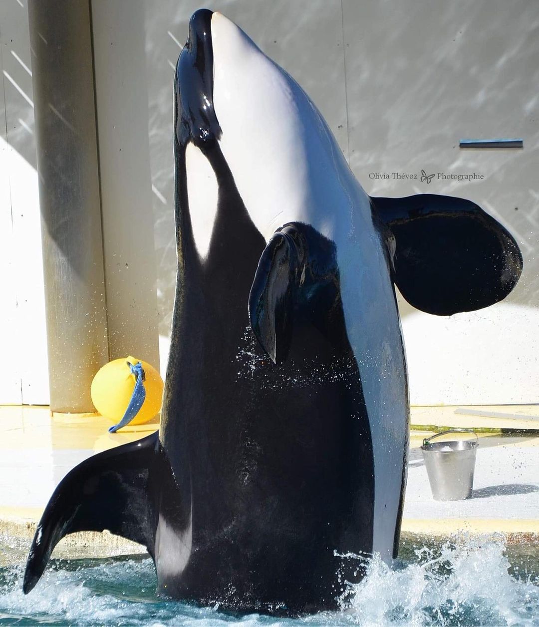 Inouk’s Gallery – Inherently Wild