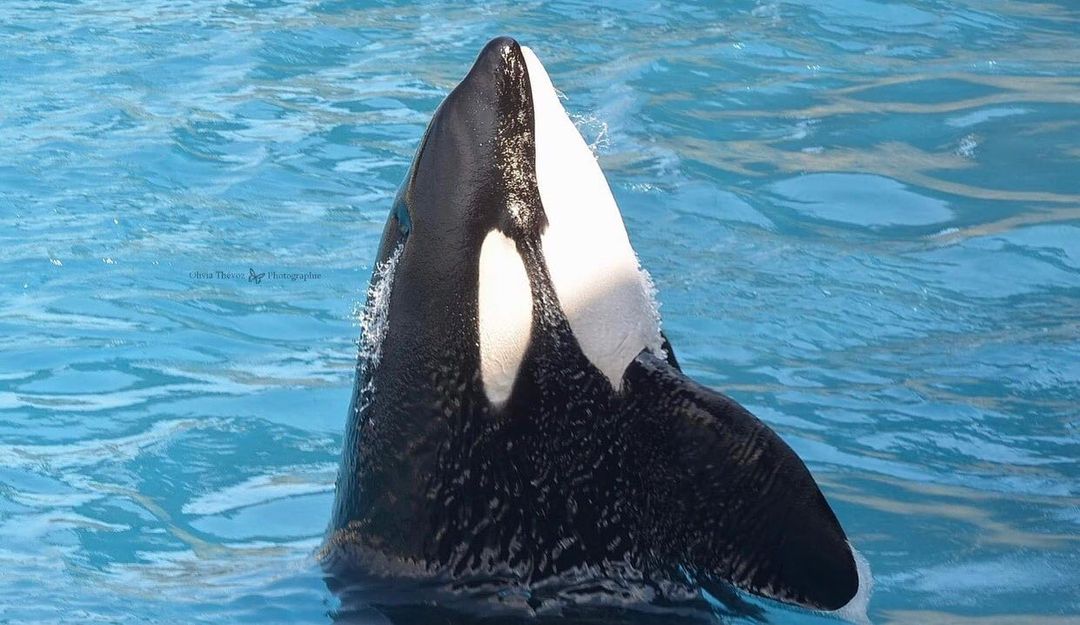 Inouk’s Gallery – Inherently Wild