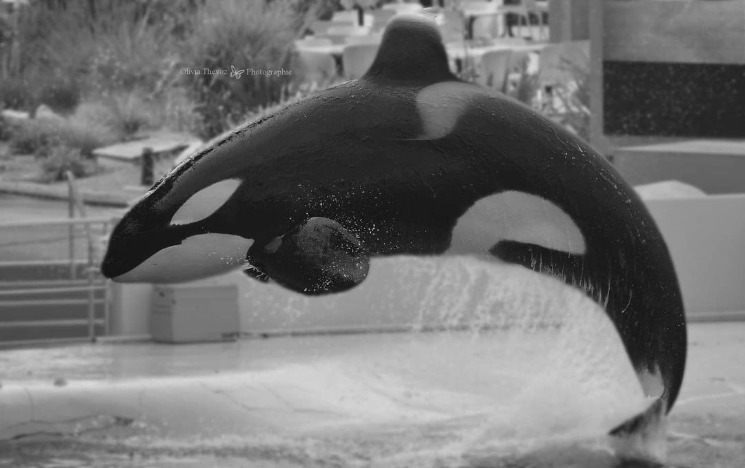 Inouk’s Gallery – Inherently Wild