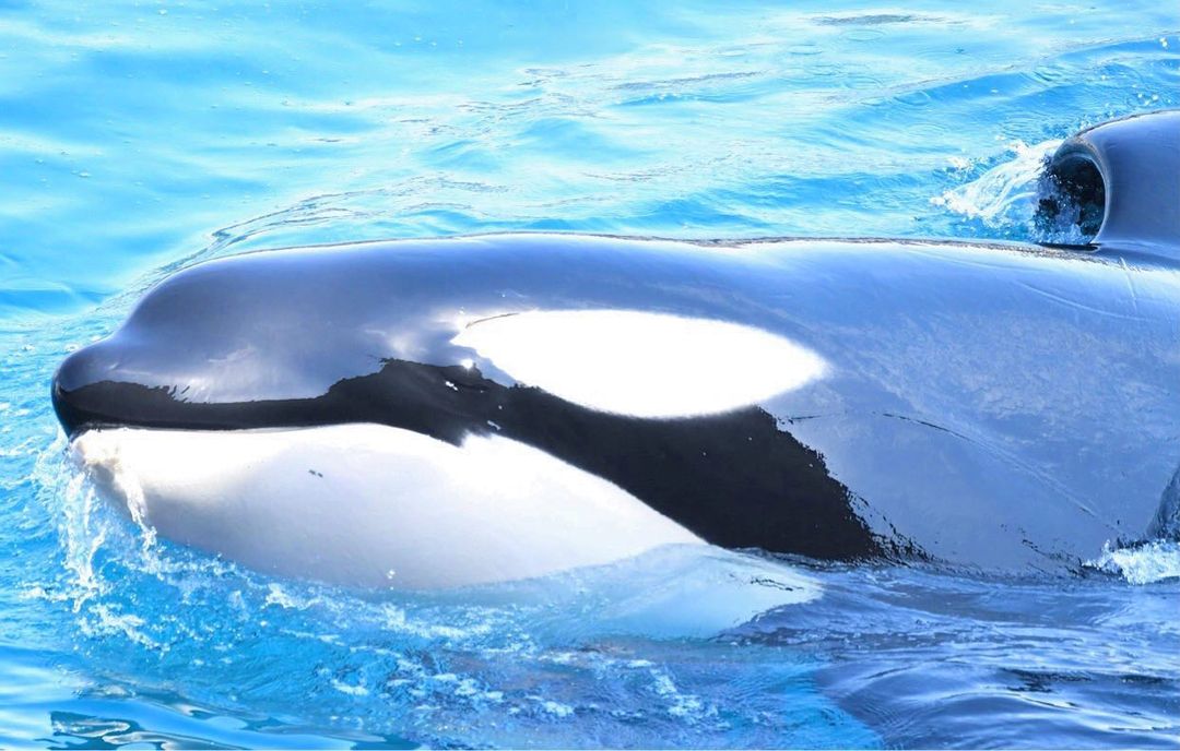 Inouk’s Gallery – Inherently Wild