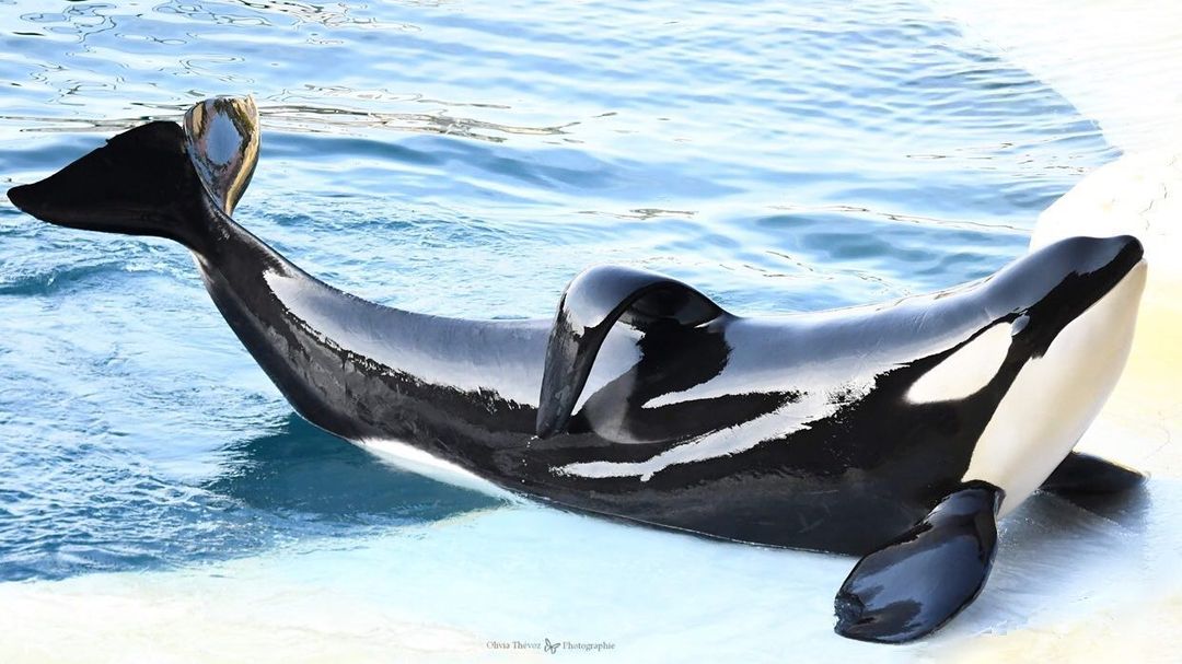 Inouk’s Gallery – Inherently Wild