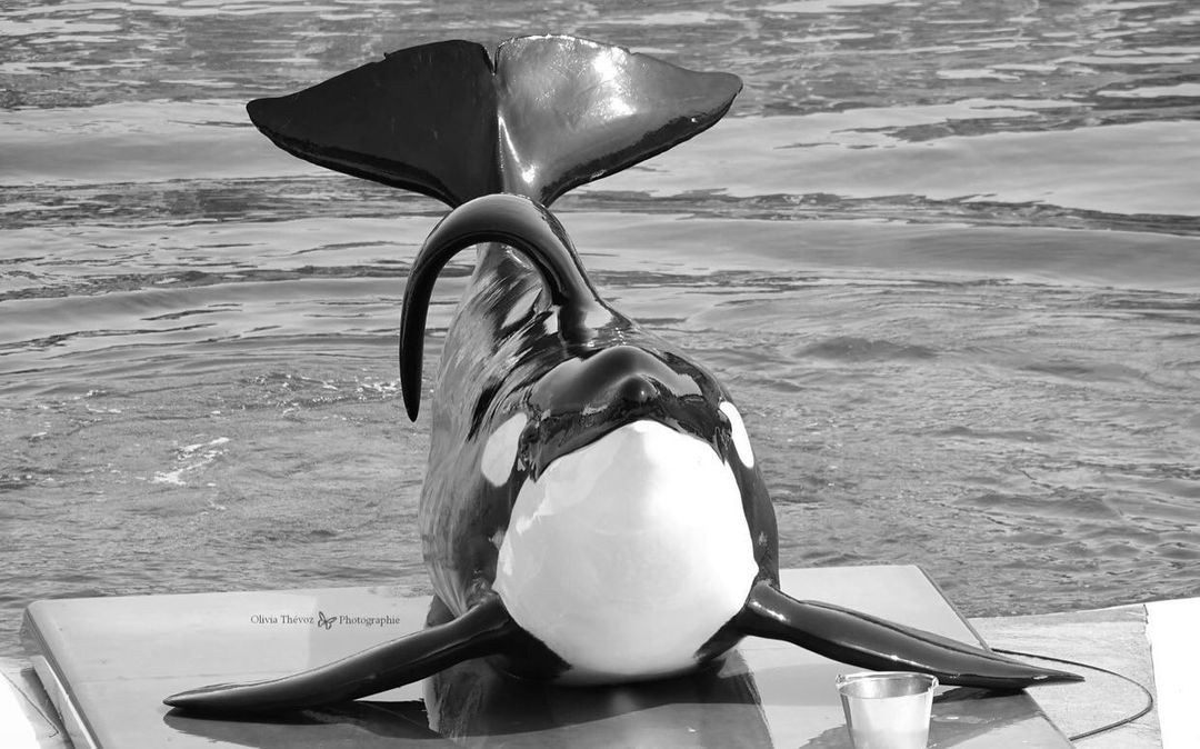 Inouk’s Gallery – Inherently Wild