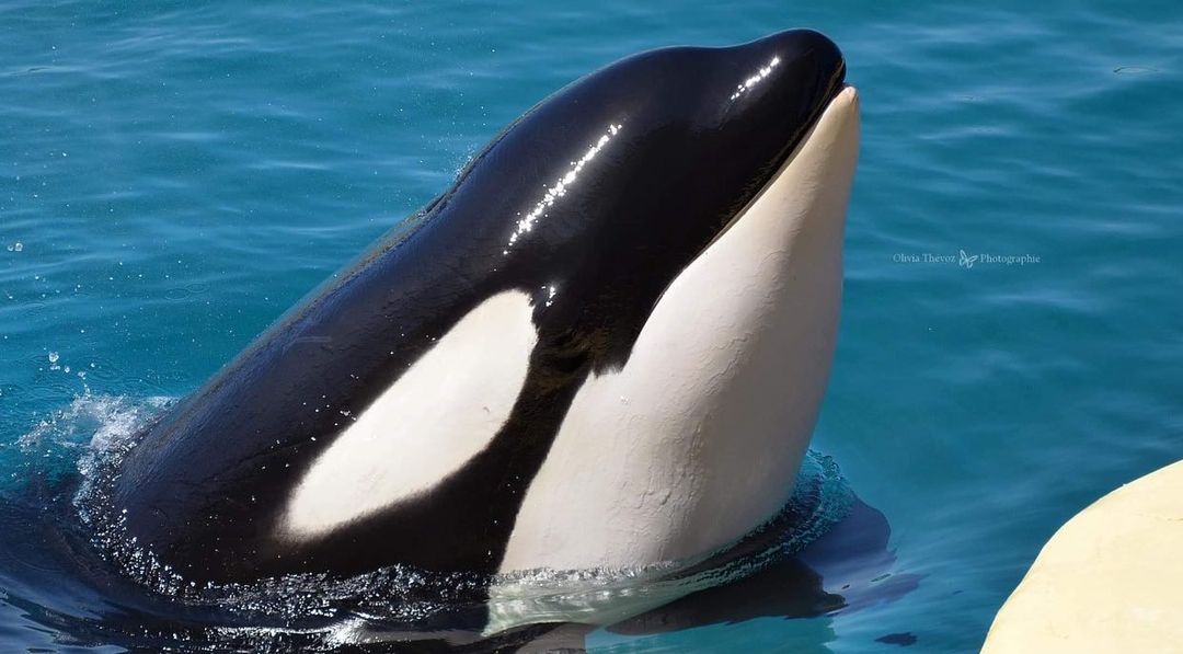 Inouk’s Gallery – Inherently Wild