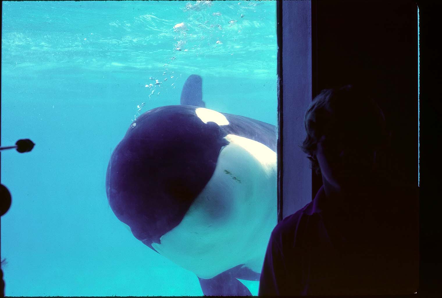 Finna’s Gallery – Inherently Wild