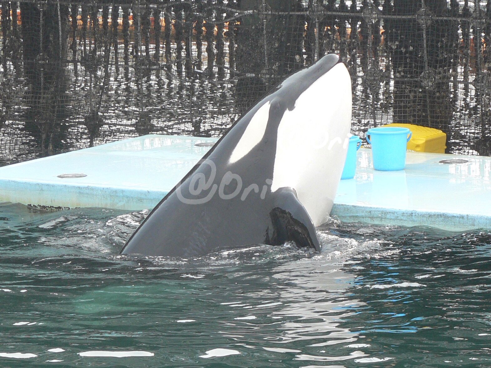 Asuka’s Gallery – Inherently Wild