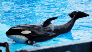 Makaio’s Gallery – Inherently Wild