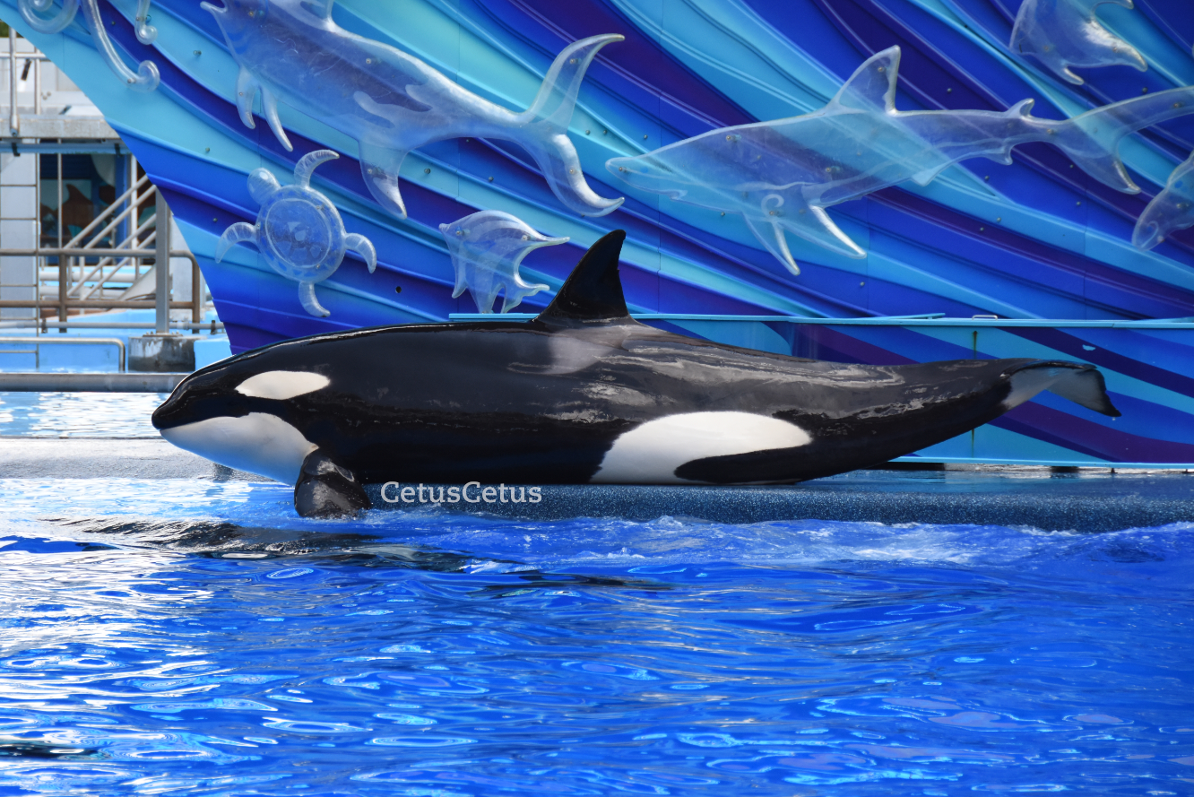 Malia’s Gallery – Inherently Wild