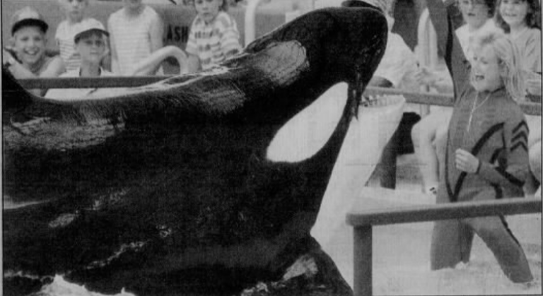 Kotar’s Gallery – Inherently Wild