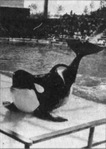 Kotar’s Gallery – Inherently Wild