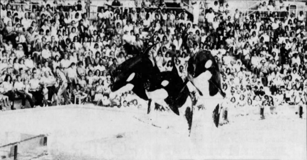 Kotar’s Gallery – Inherently Wild