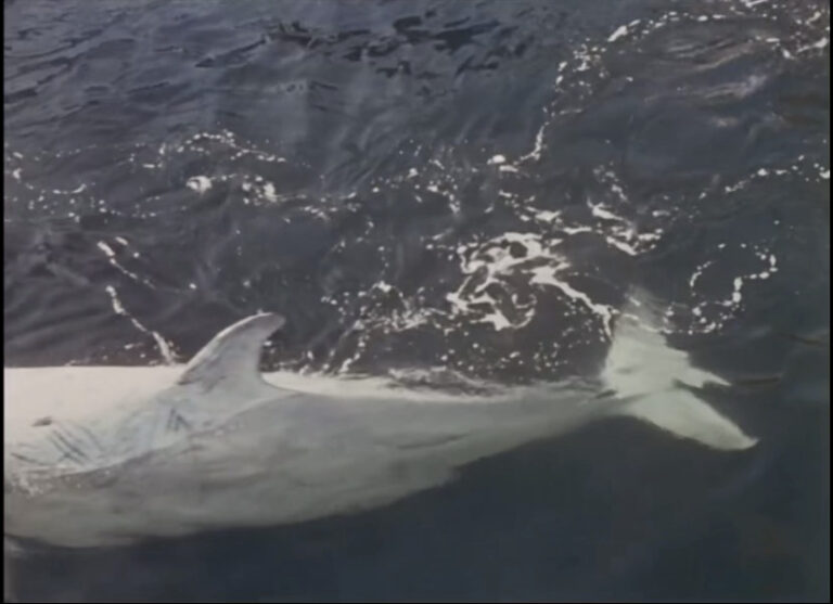 Chimo’s Gallery – Inherently Wild