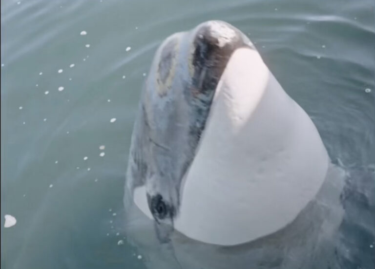 Chimo’s Gallery – Inherently Wild