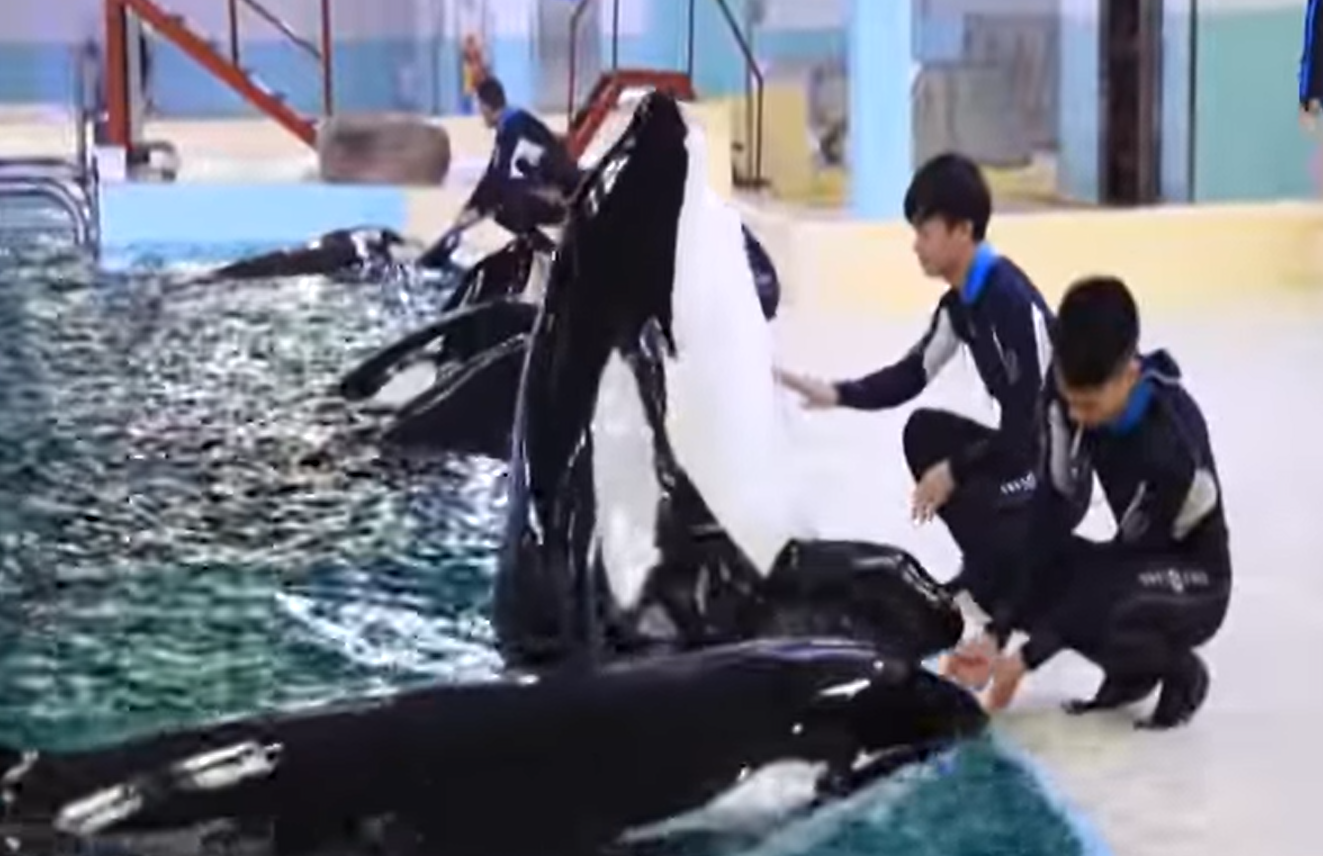 Chimelong Spaceship’s Orcas’ Gallery – Inherently Wild