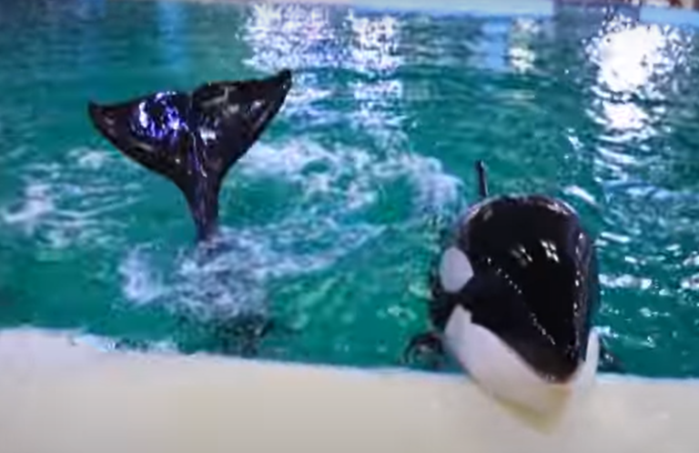 Chimelong Spaceship’s Orcas’ Gallery – Inherently Wild