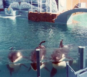 Kandu 5’s Gallery – Inherently Wild