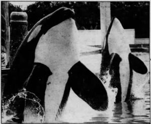 Kanduke’s Gallery – Inherently Wild