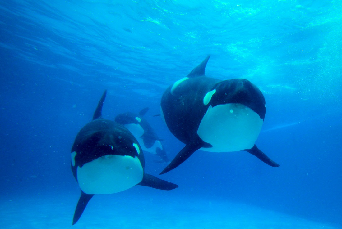 Ran 2’s Gallery – Inherently Wild