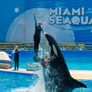 Tokitae’s Gallery – Inherently Wild