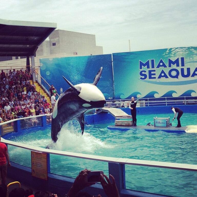 Tokitae’s Gallery – Inherently Wild