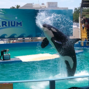 Tokitae’s Gallery – Inherently Wild