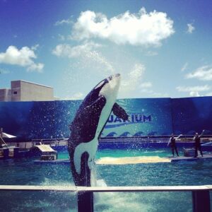 Tokitae’s Gallery – Inherently Wild