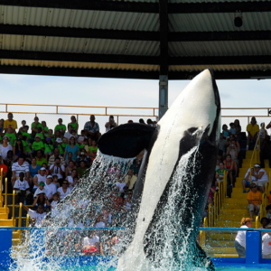 Tokitae’s Gallery – Inherently Wild