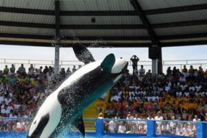 Tokitae’s Gallery – Inherently Wild