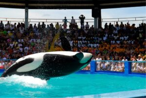 Tokitae’s Gallery – Inherently Wild