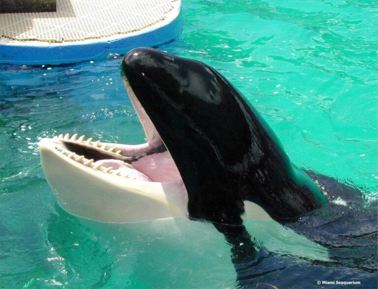 Tokitae’s Gallery – Inherently Wild