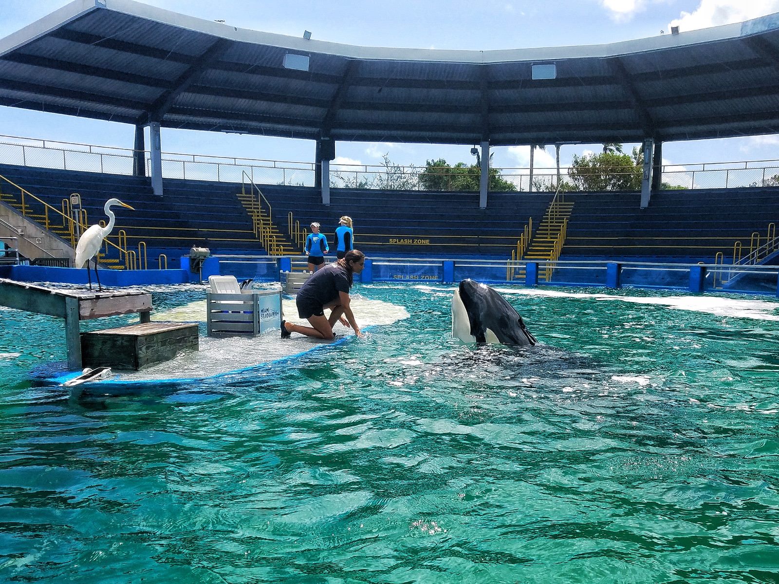 Tokitae’s Gallery – Inherently Wild