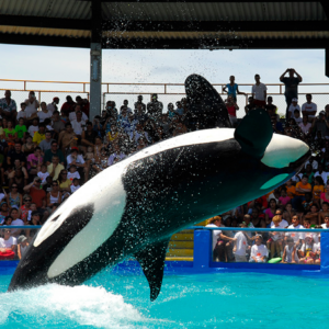 Tokitae’s Gallery – Inherently Wild