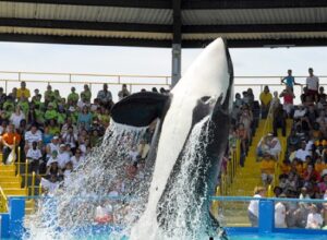 Tokitae’s Gallery – Inherently Wild