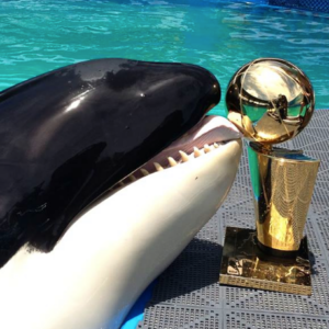 Tokitae’s Gallery – Inherently Wild