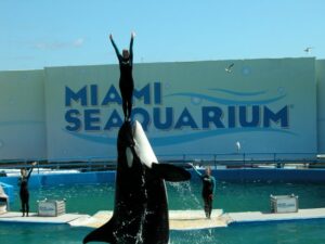 Tokitae’s Gallery – Inherently Wild