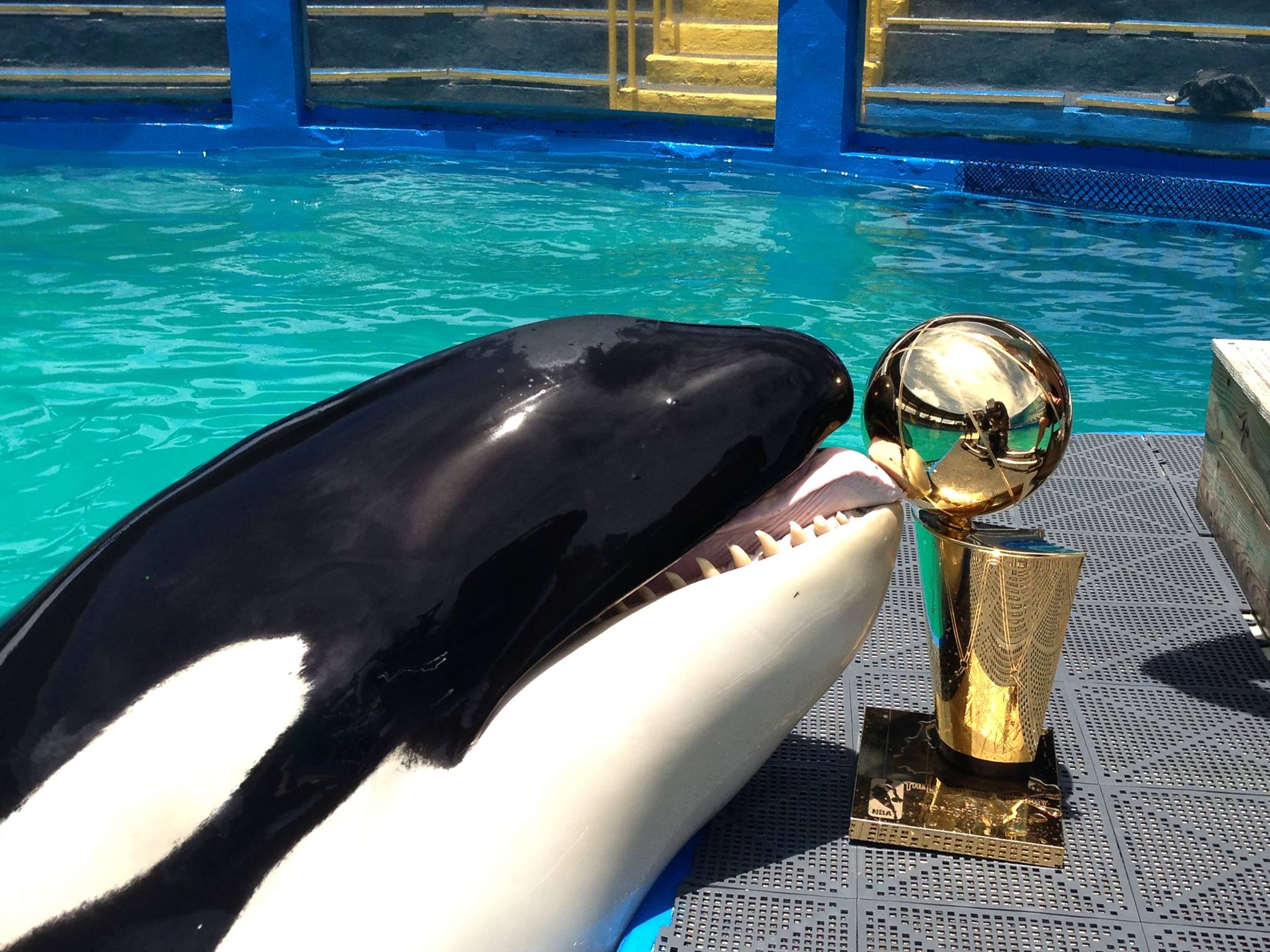 Tokitae’s Gallery – Inherently Wild