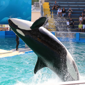 Tokitae’s Gallery – Inherently Wild