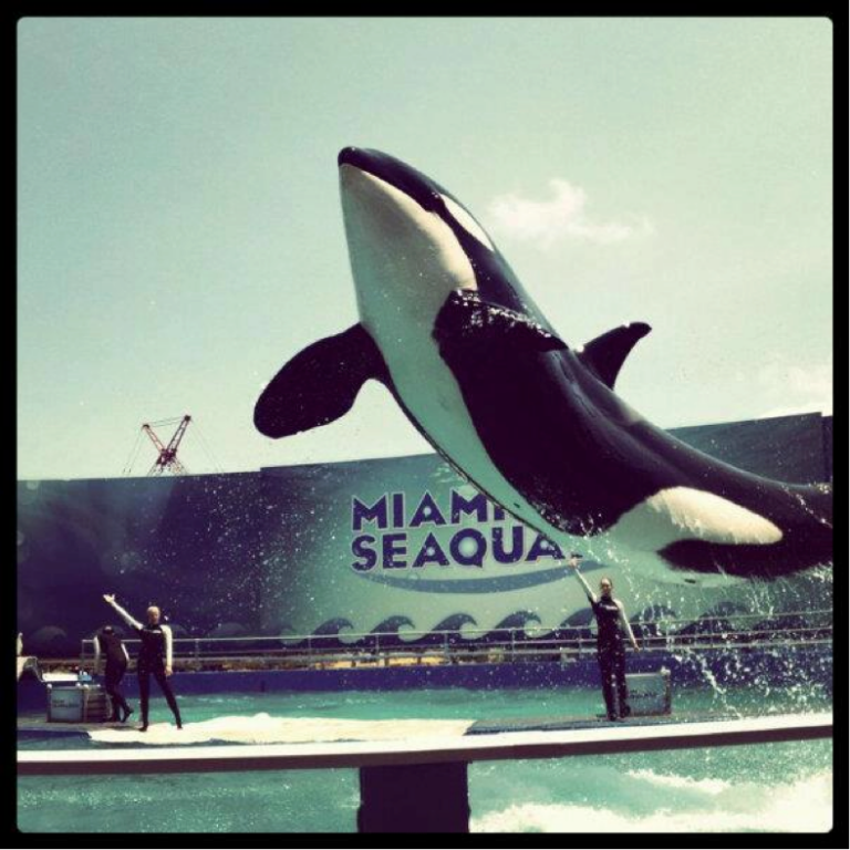 Tokitae’s Gallery – Inherently Wild