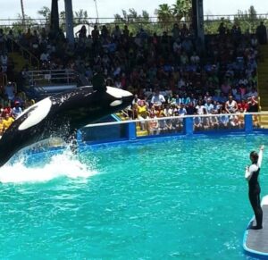 Tokitae’s Gallery – Inherently Wild