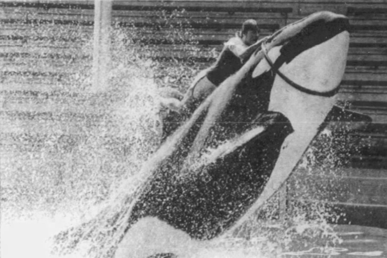 Kanduke’s Gallery – Inherently Wild