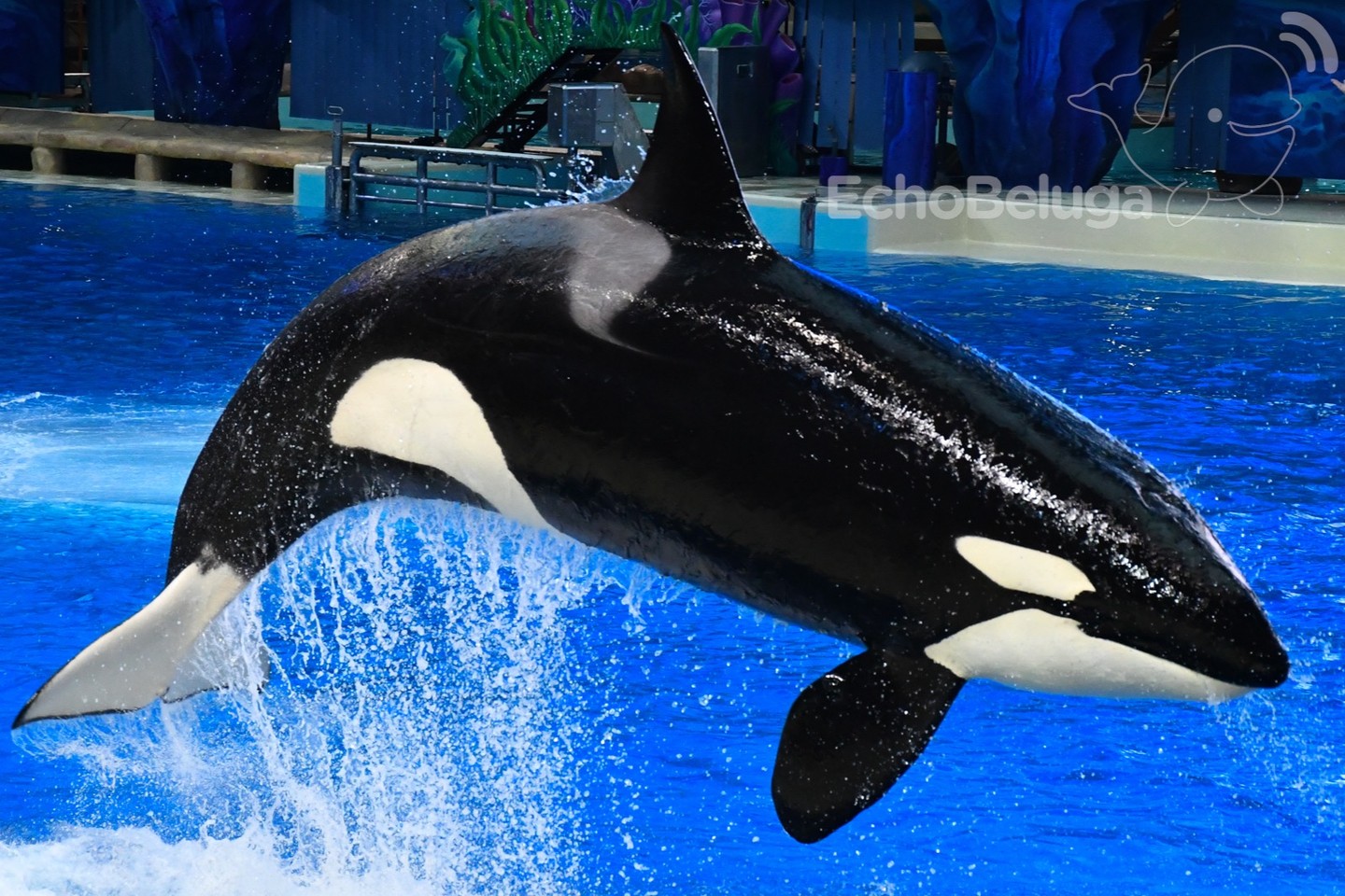 Bandhu’s Gallery – Inherently Wild