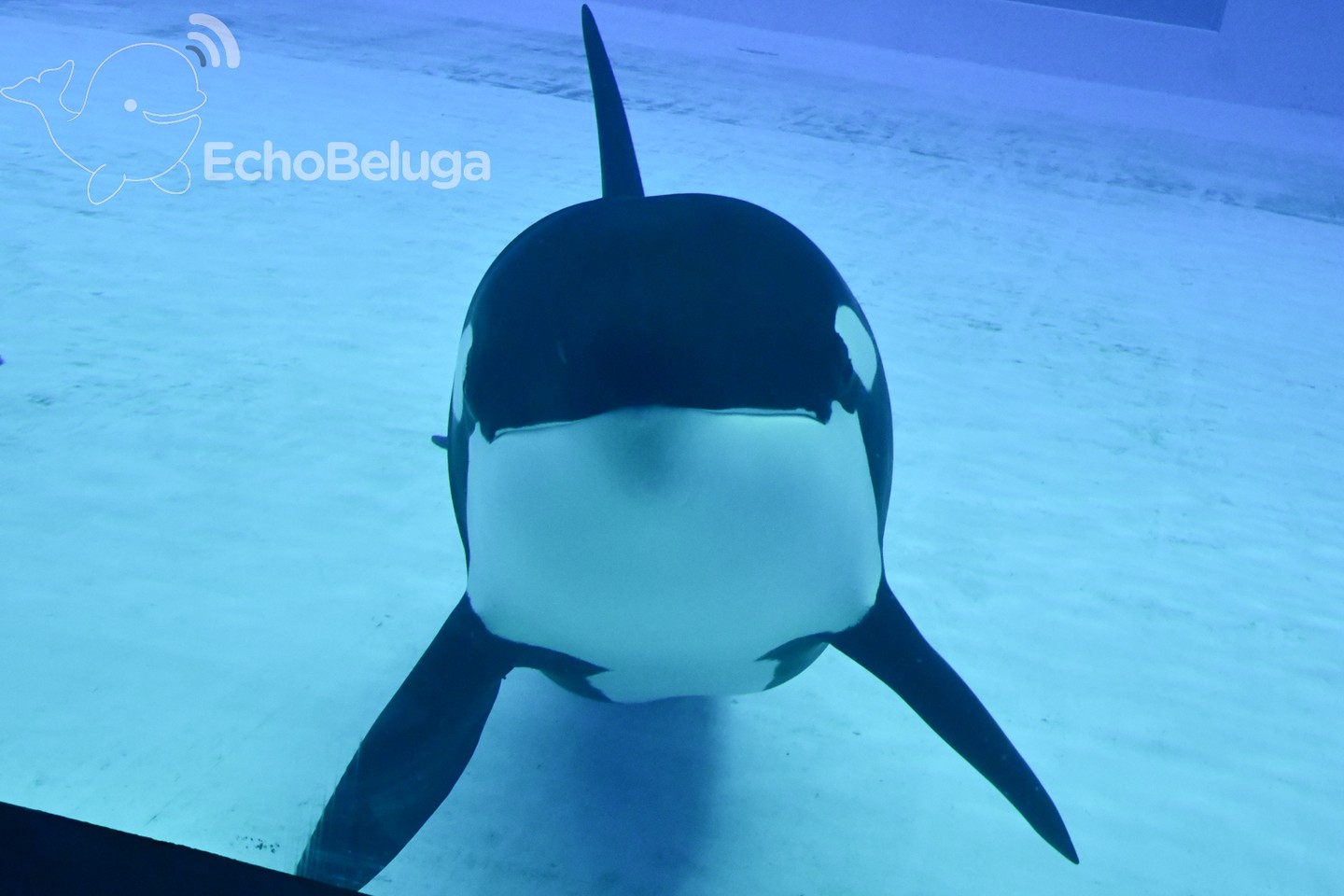 Bandhu’s Gallery – Inherently Wild