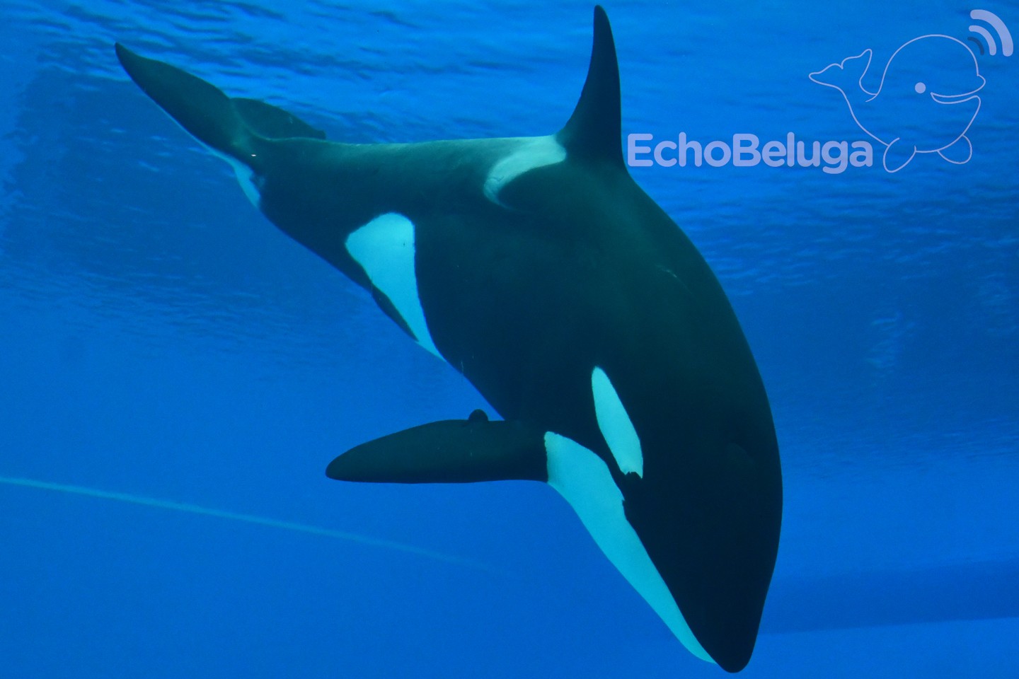 Bandhu’s Gallery – Inherently Wild