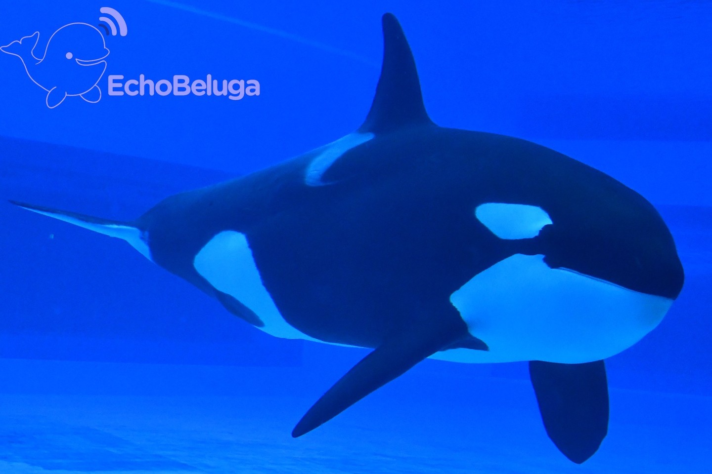 Bandhu’s Gallery – Inherently Wild