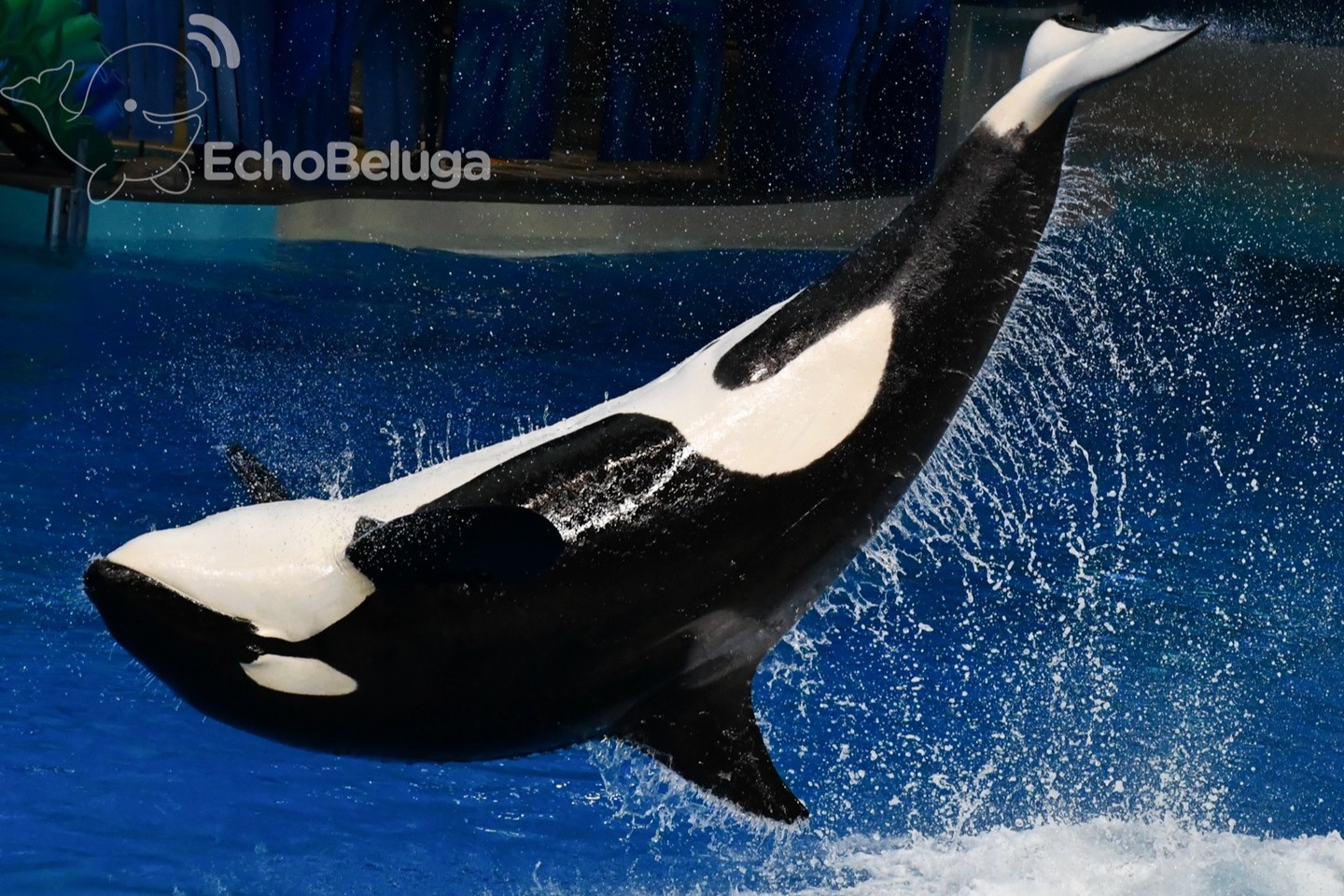 Bandhu’s Gallery – Inherently Wild